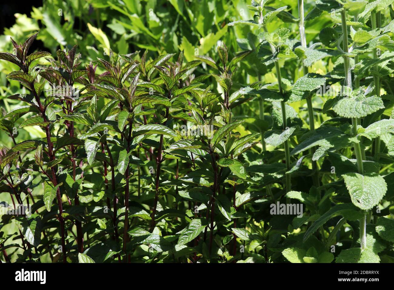 Different types of peppermint in an herb garden Stock Photo - Alamy