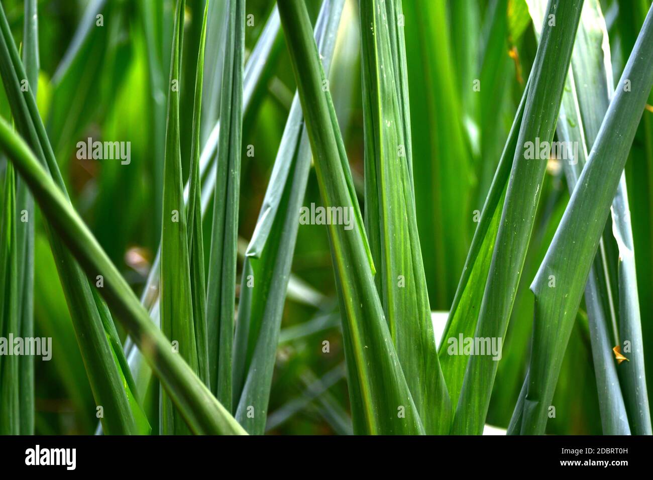 Corn plants are rolling their leaves up due to a long period without ...