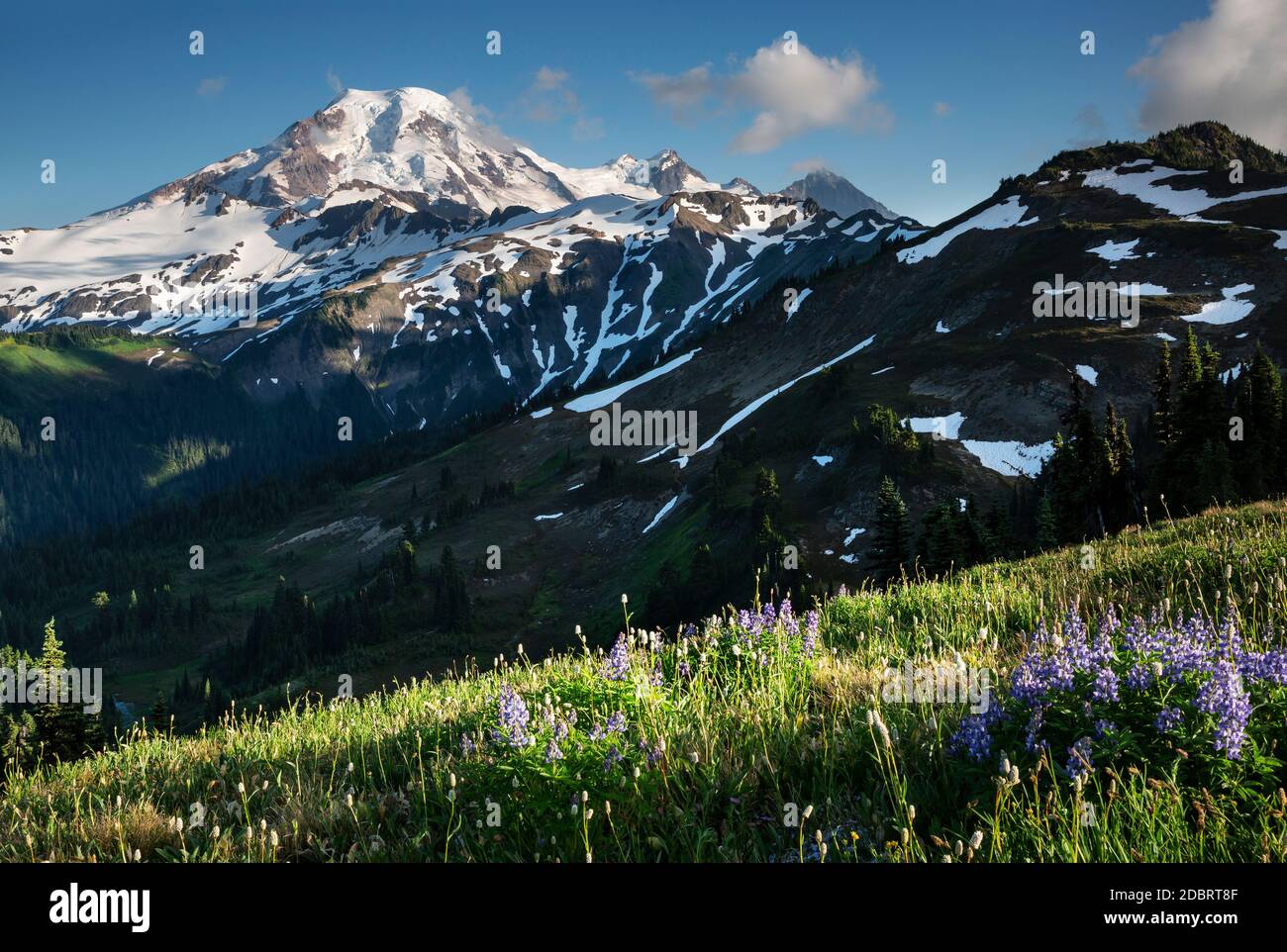 WA18211-00...WASHINGTON - Late afternoon on Skyline Divide in the Mount ...