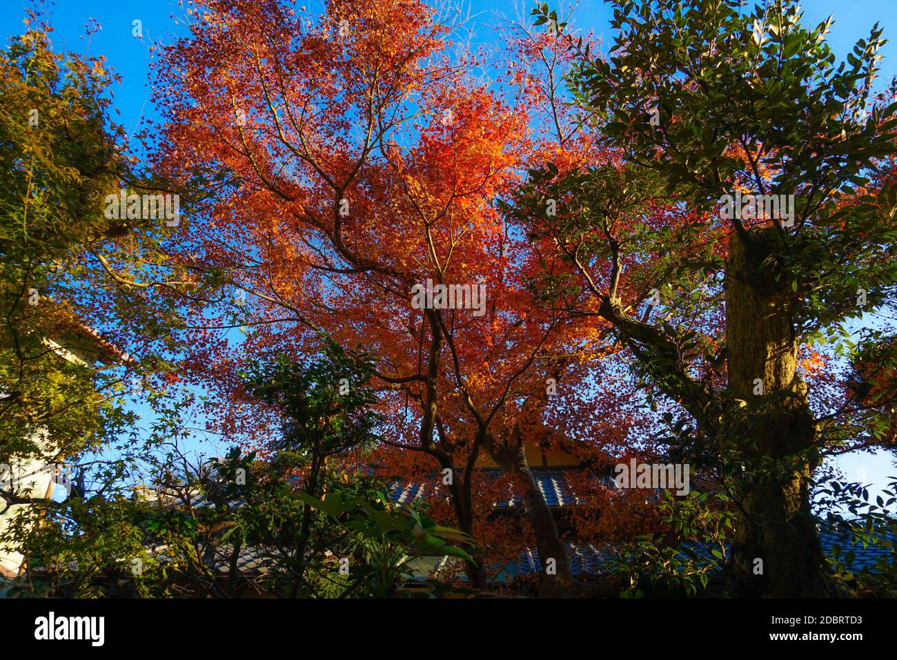 Autumn leaves and Kamakura skyline. Shooting Location: Kamakura ...