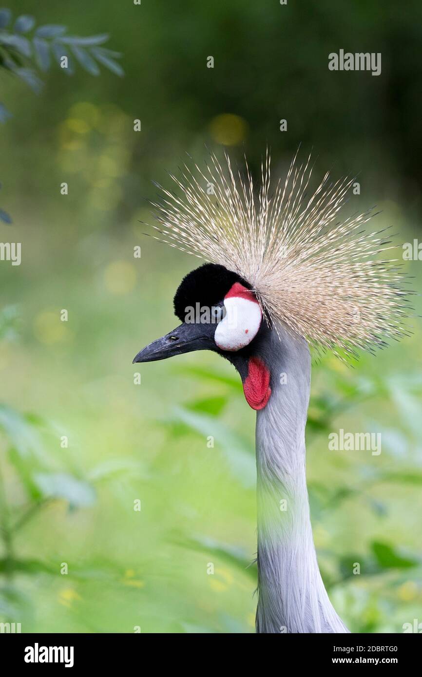 Red crown crane hi-res stock photography and images - Alamy