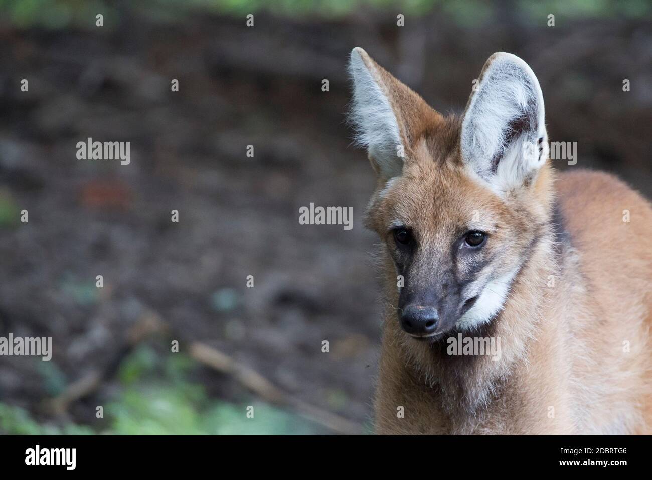 Maned wolf a portrait Stock Photo - Alamy