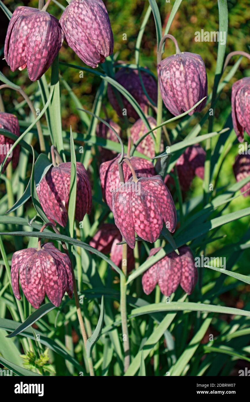Snake's head fritillary (Fritillaria meleagris). Called Chess flower ...
