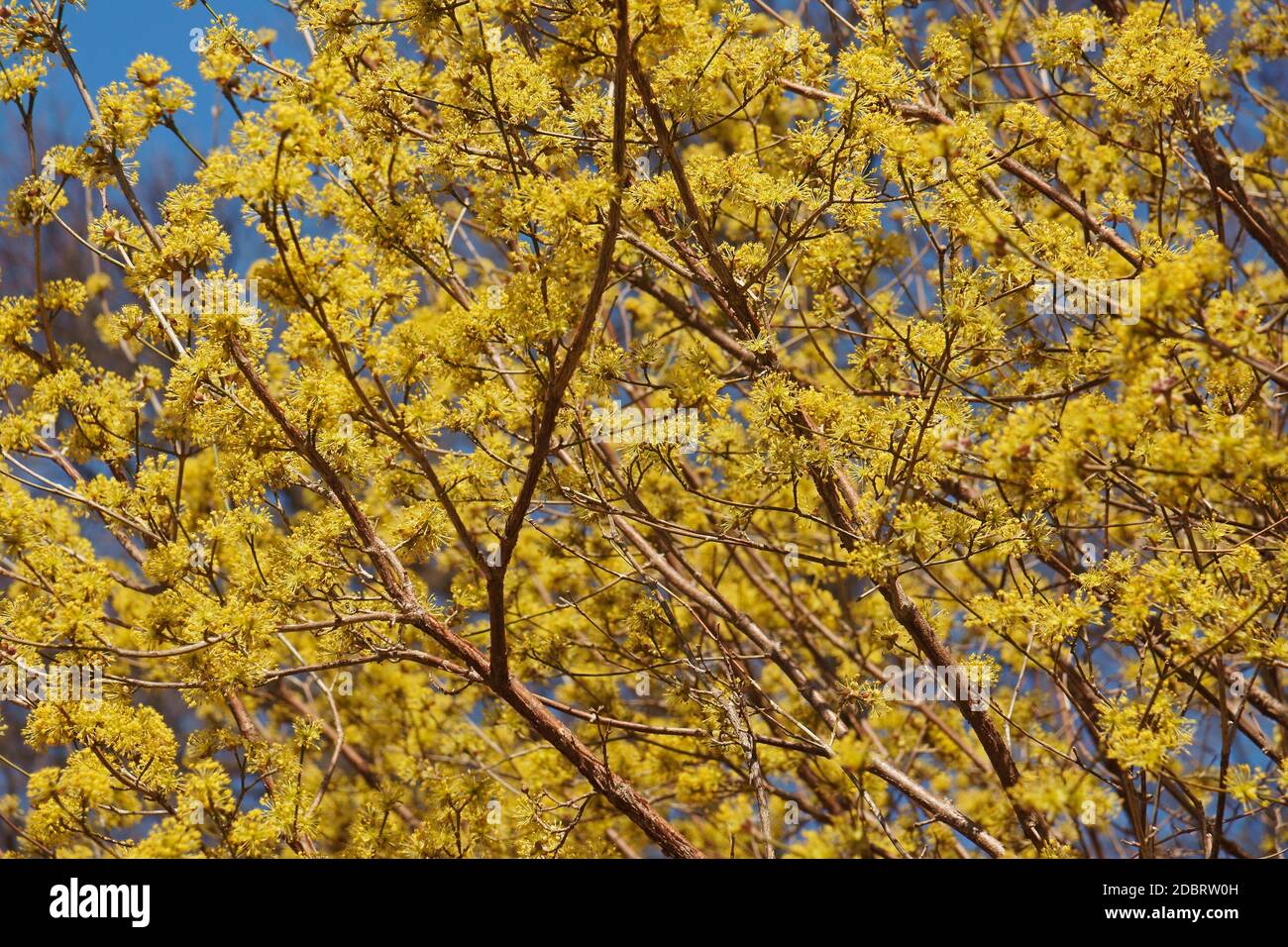 Spring Glow Cornelian cherry dogwood (Cornus mas Spring Glow Stock ...