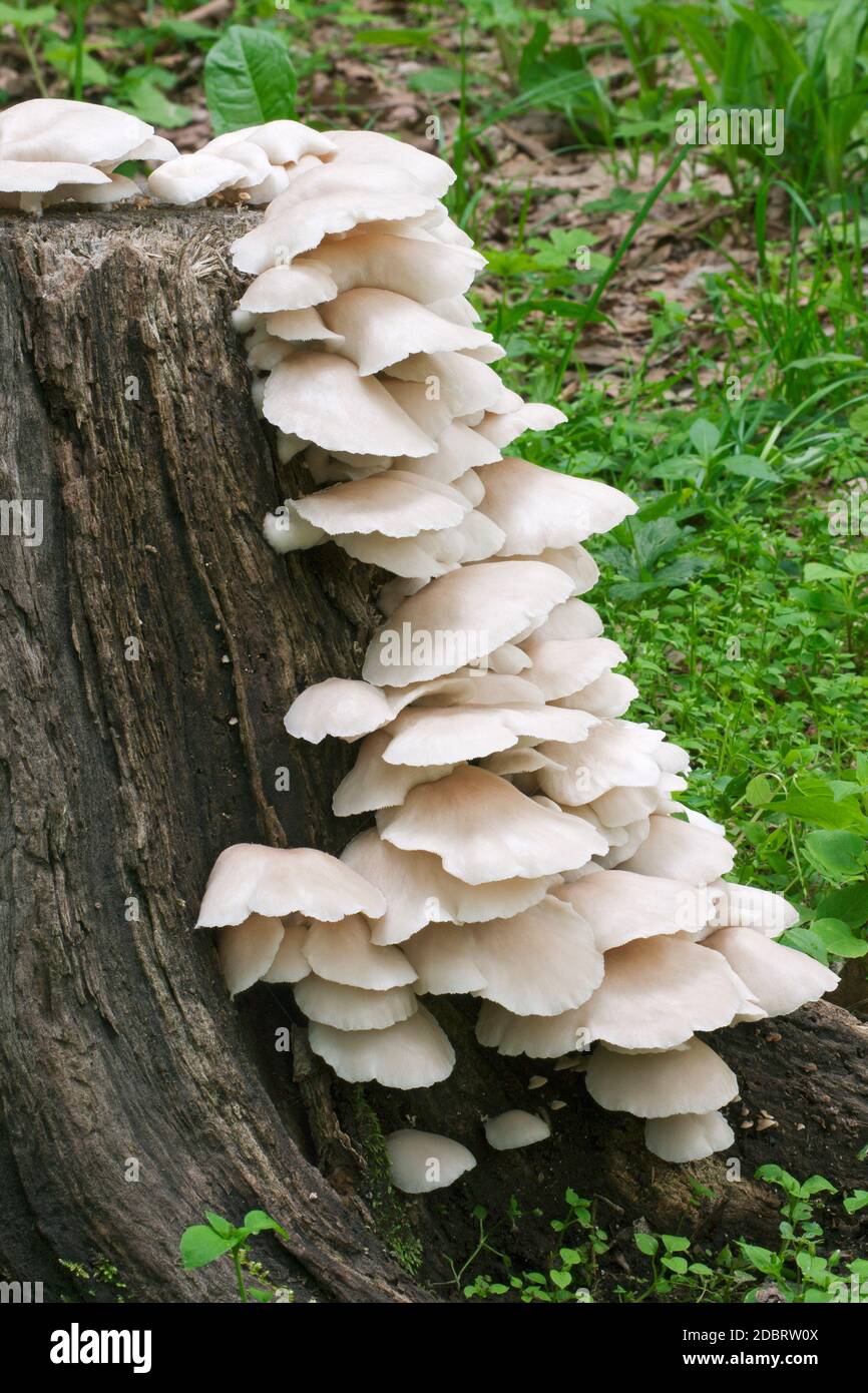 Lung oyster hi-res stock photography and images - Alamy