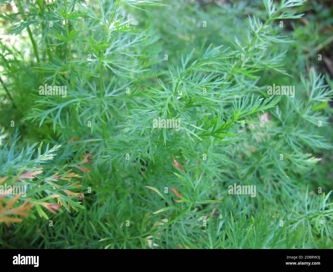 Caraway, Carum carvi, in the garden Stock Photo - Alamy