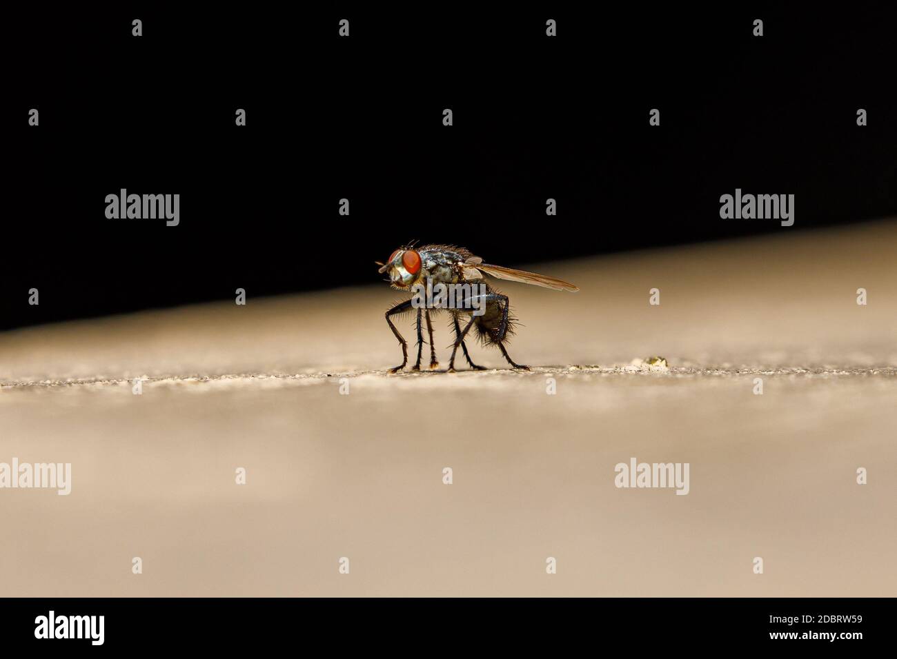 A close up of a fly Stock Photo - Alamy