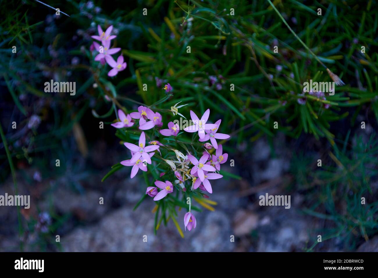 Set of small violet flowers, macro photography, details, light Stock ...