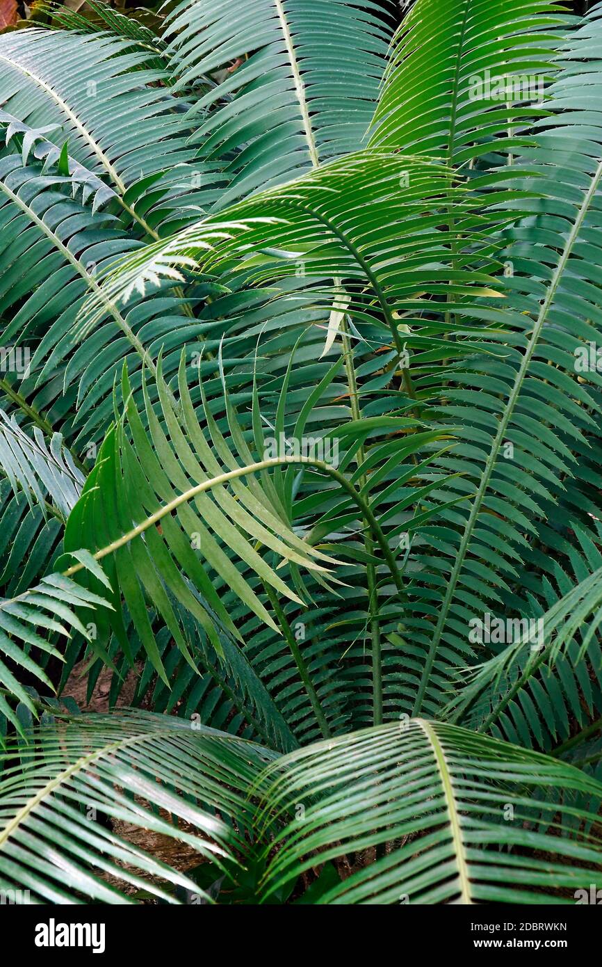 Dioon hi-res stock photography and images - Alamy