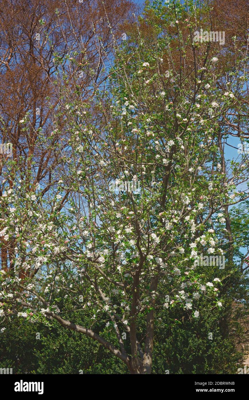 Roxbury russet apple tree (Malus x Roxbury Russet). America's oldest ...