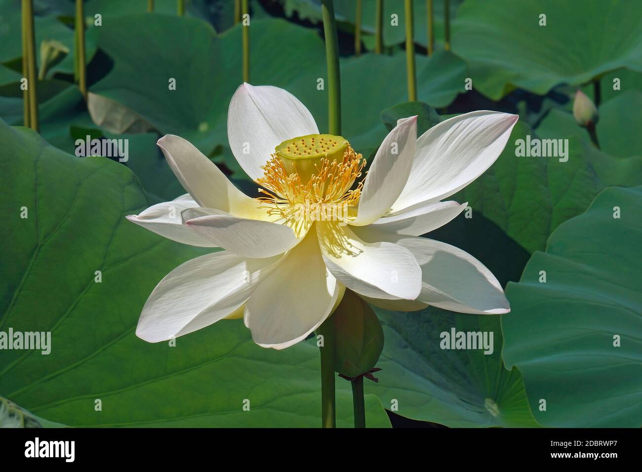 Sacred lotus (Nelumbo nucifera). Called Indian Lotus, Bean of India and ...