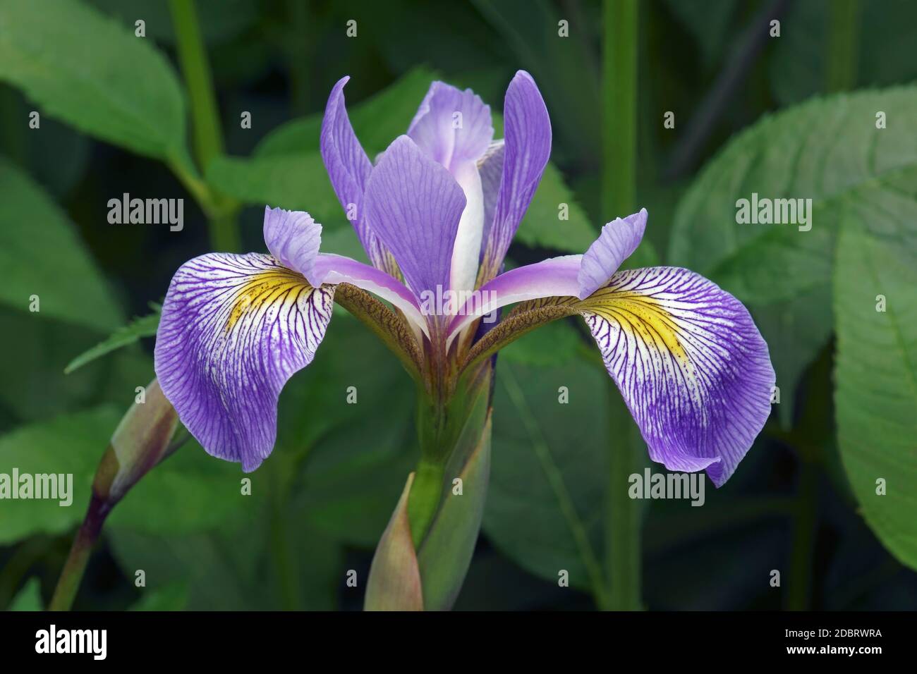 Virginia Iris (Iris virginica Stock Photo - Alamy