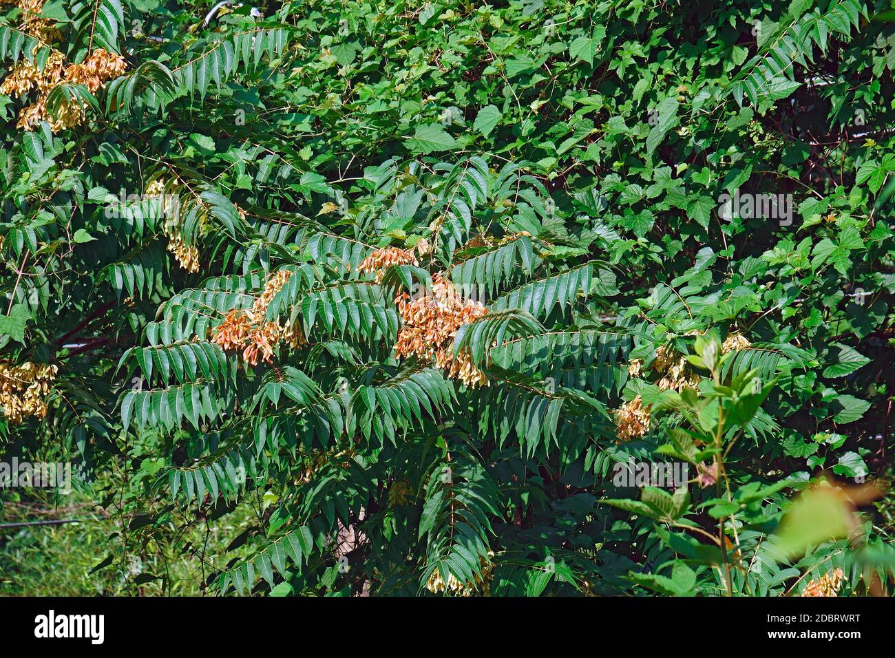 Ailanthus (Ailanthus altissima). Called Tree of heaven also Stock Photo ...