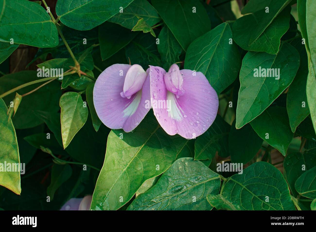 Spurred butterfly pea (Centrosema virginianum). Called Wild blue vine ...