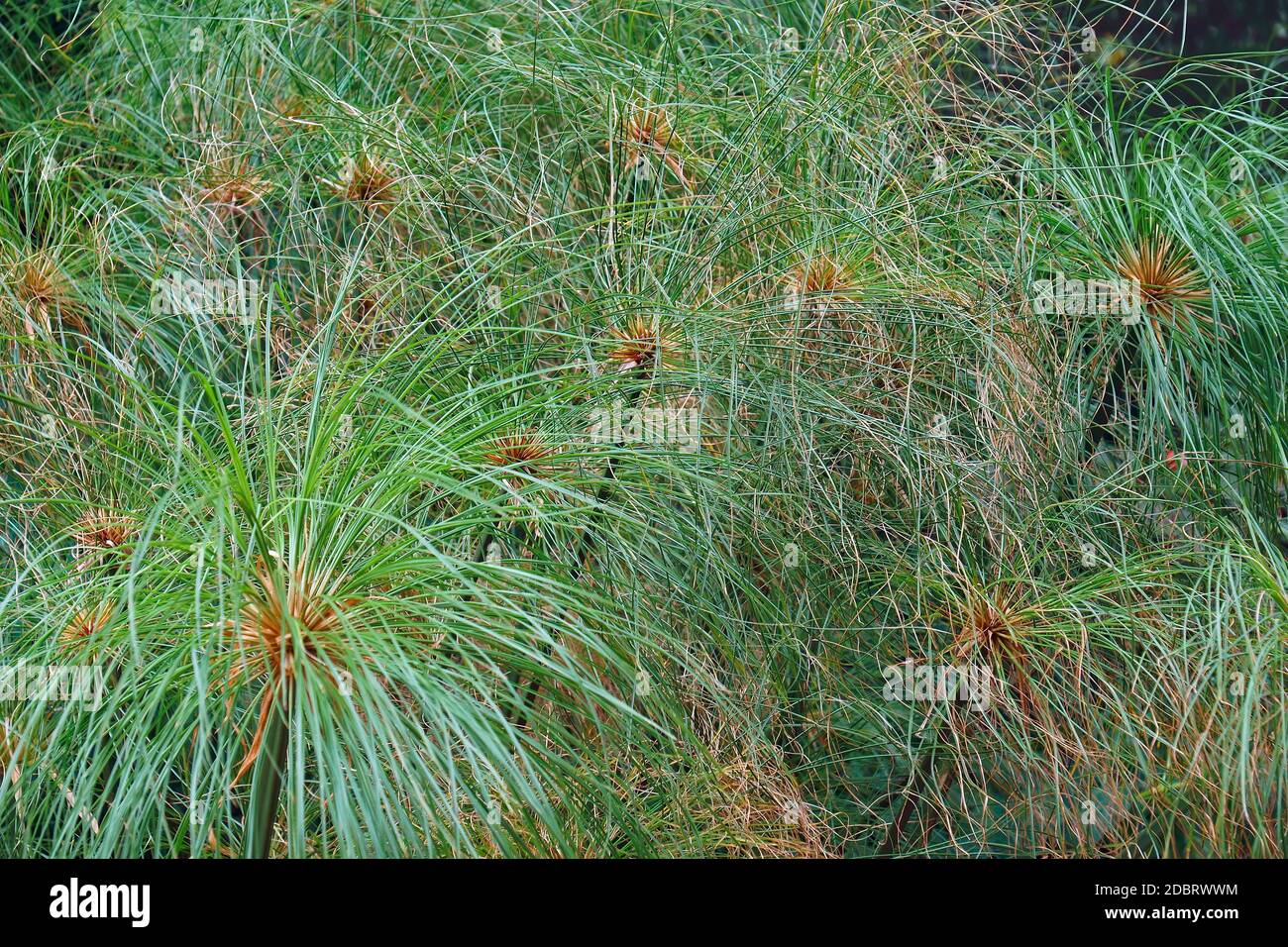 Papyrus (Cyperus papyrus). Called Papyrus sedge, Paper reed, Indian ...