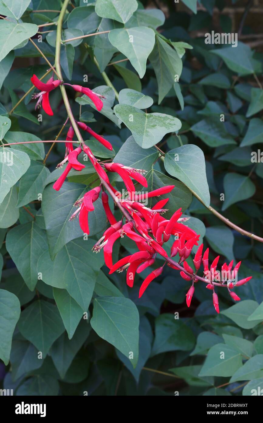 Coral Tree (Erythrina x bidwillii). Called Shrub Coral Tree also ...