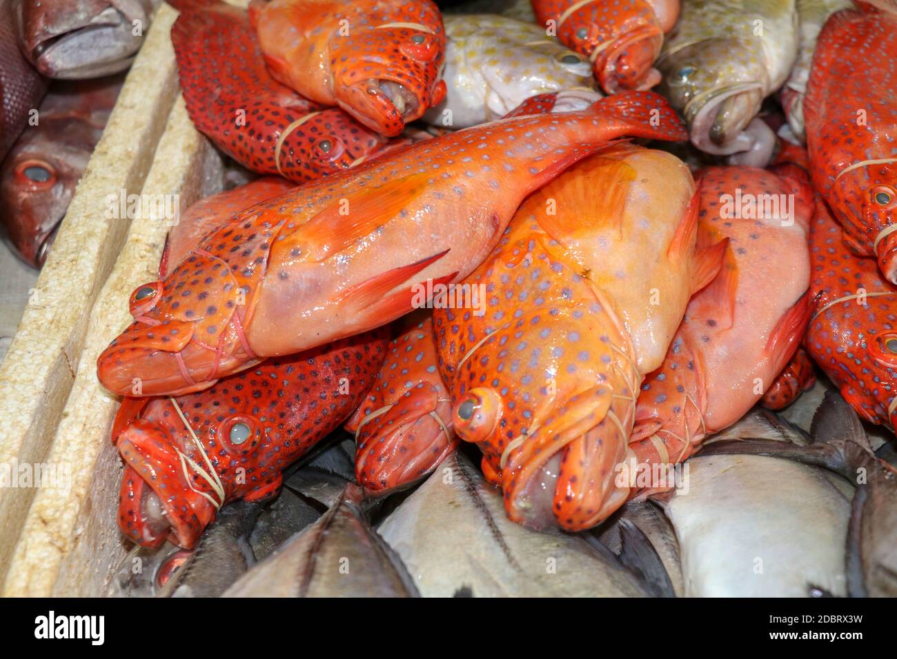 Fresh seafood on ice at the Jimbaran fish market. Fresh fish Red ...