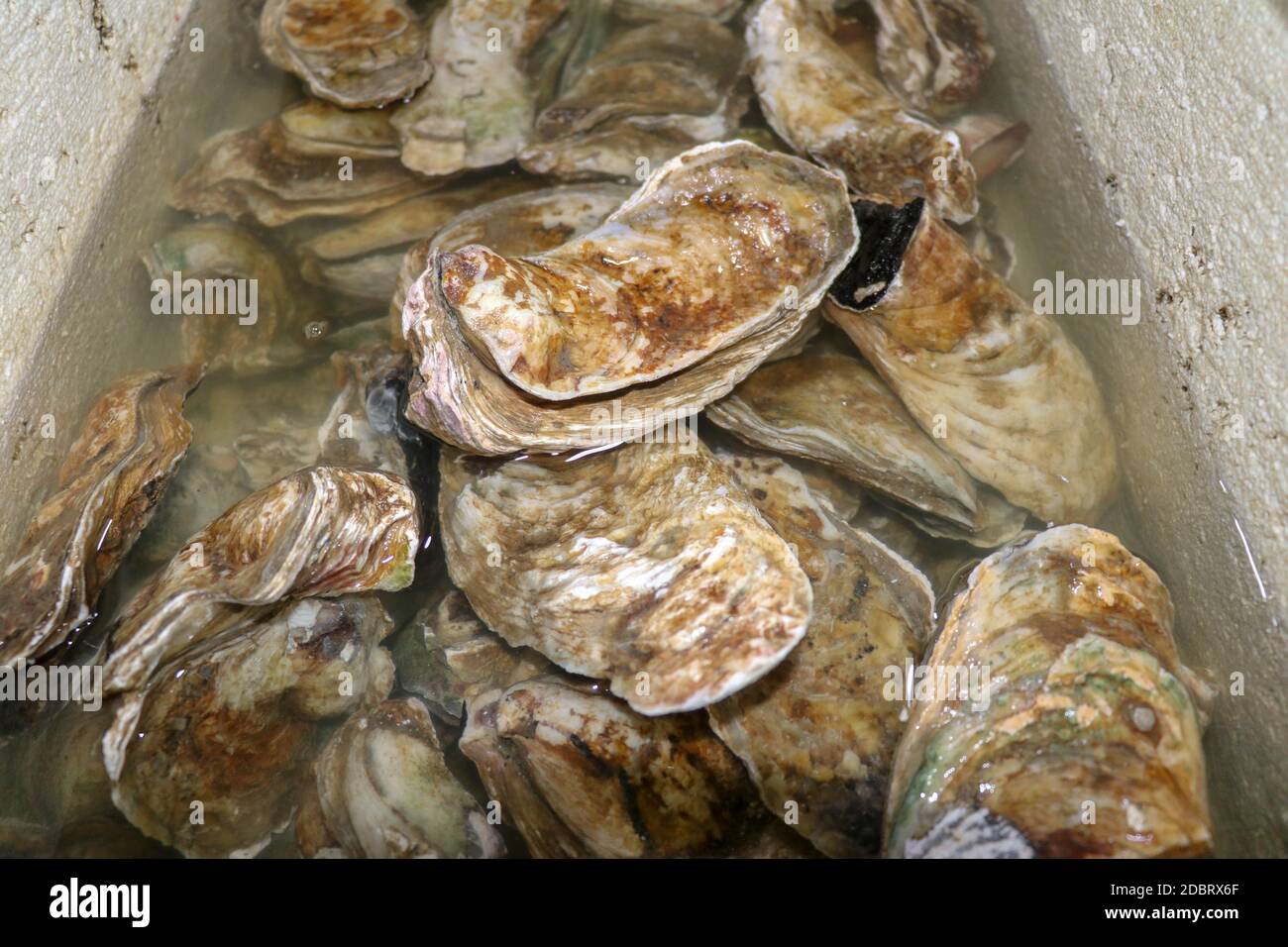 Selling fresh seafood fish on the tourist attraction local market in ...