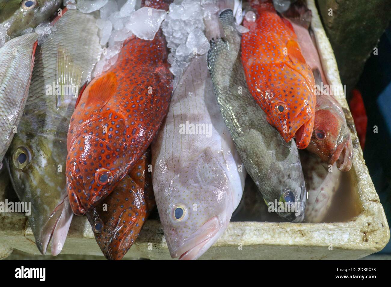 Fresh seafood on ice at the fish market. Fresh fish selling in the fish ...