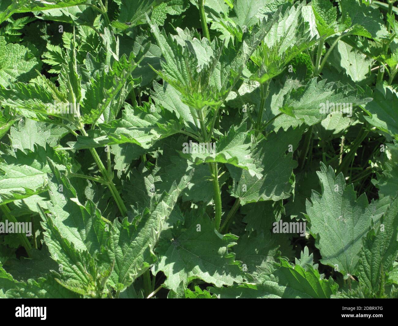 lush bright green nettle in sunshine Stock Photo - Alamy