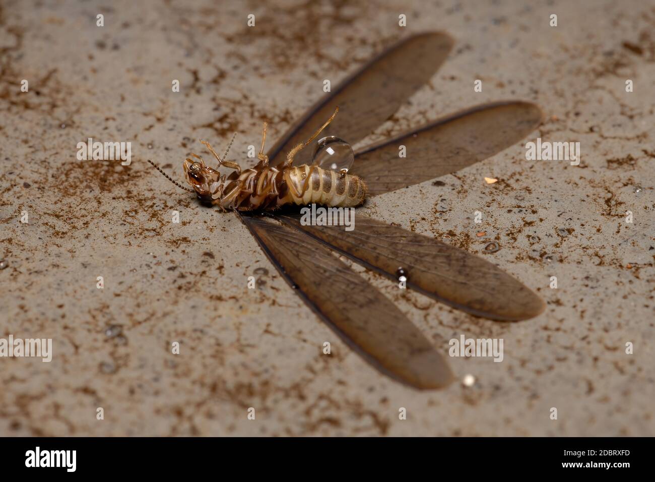 Termitidae hi-res stock photography and images - Alamy