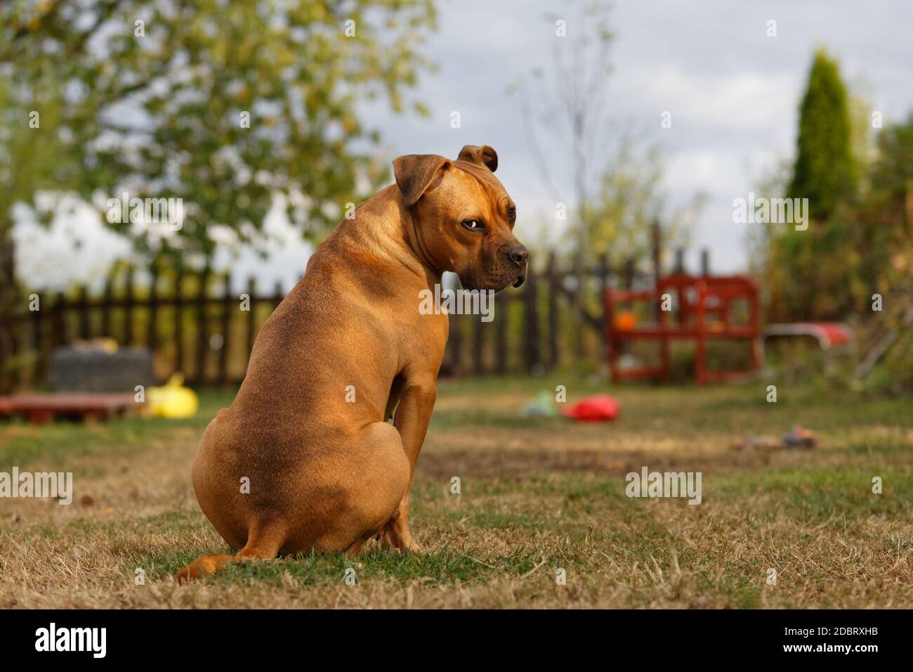 evening Atmosphere with beautiful red Dog in the Garden Stock Photo - Alamy