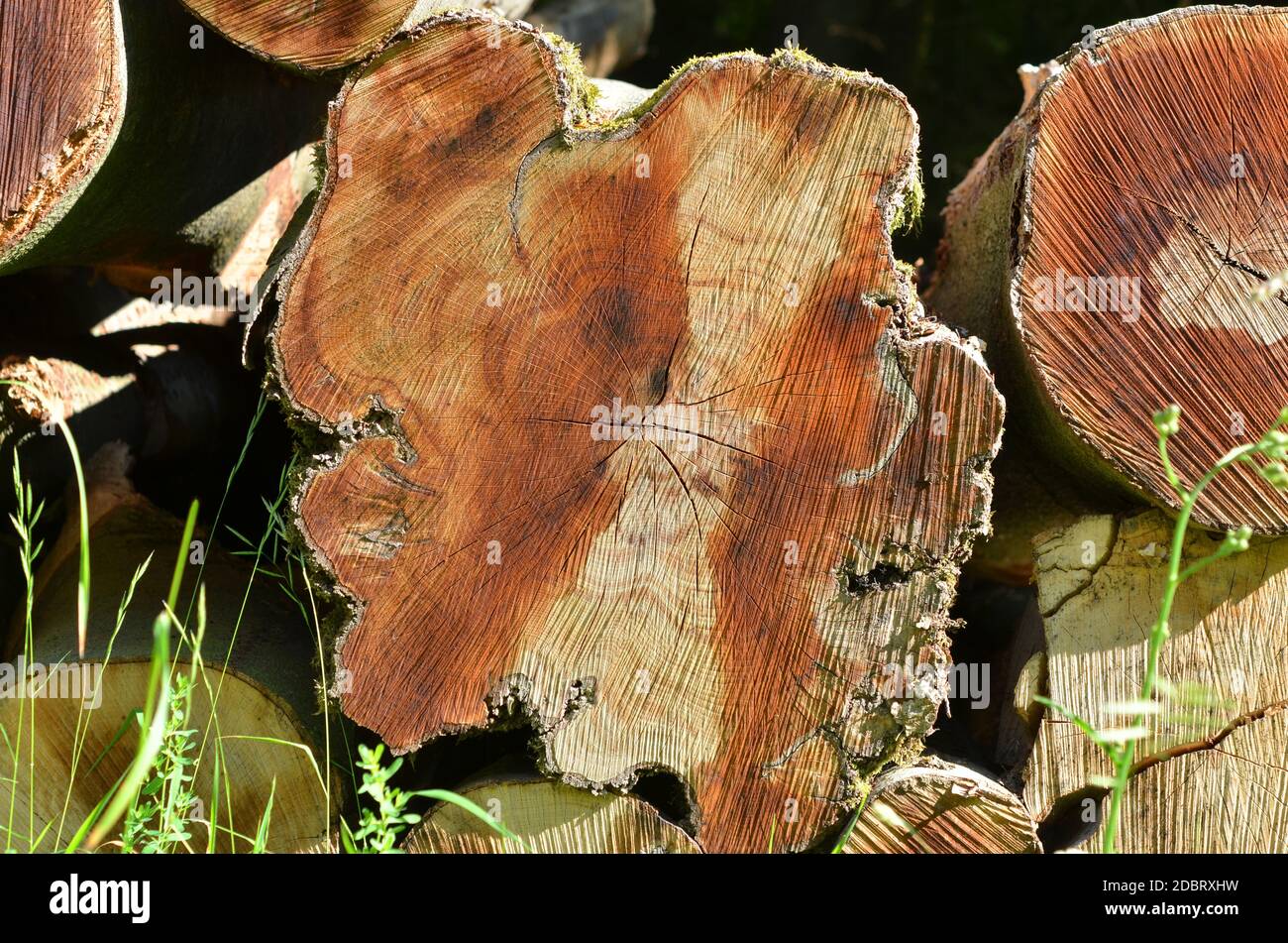 Felled wood texture hi-res stock photography and images - Alamy