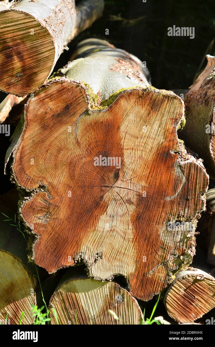 Felled wood texture hi-res stock photography and images - Alamy