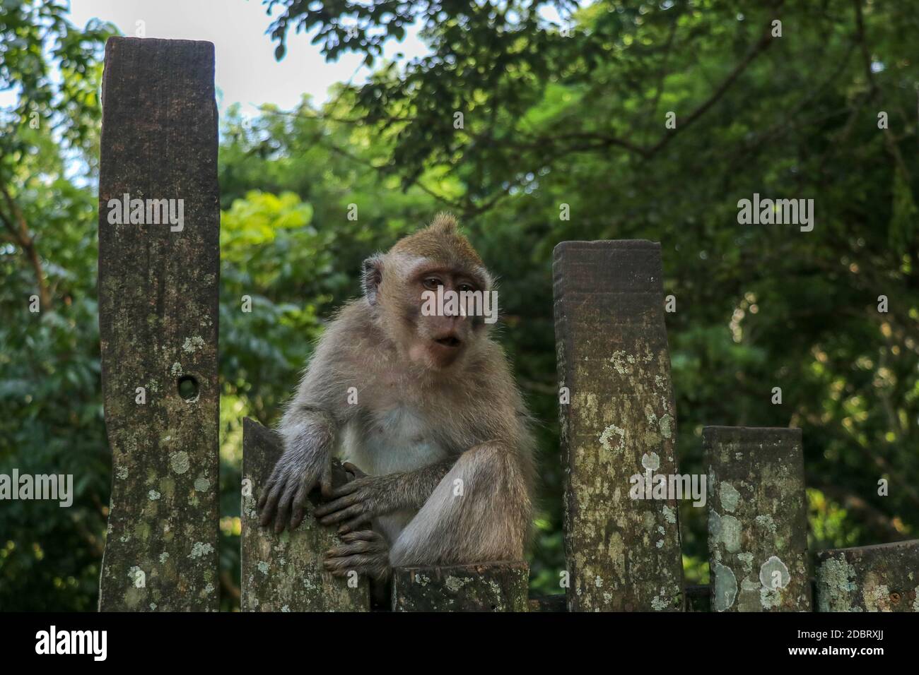 Baby monkey sitting on a wooden fence at Ubud monkey forest. A small ...