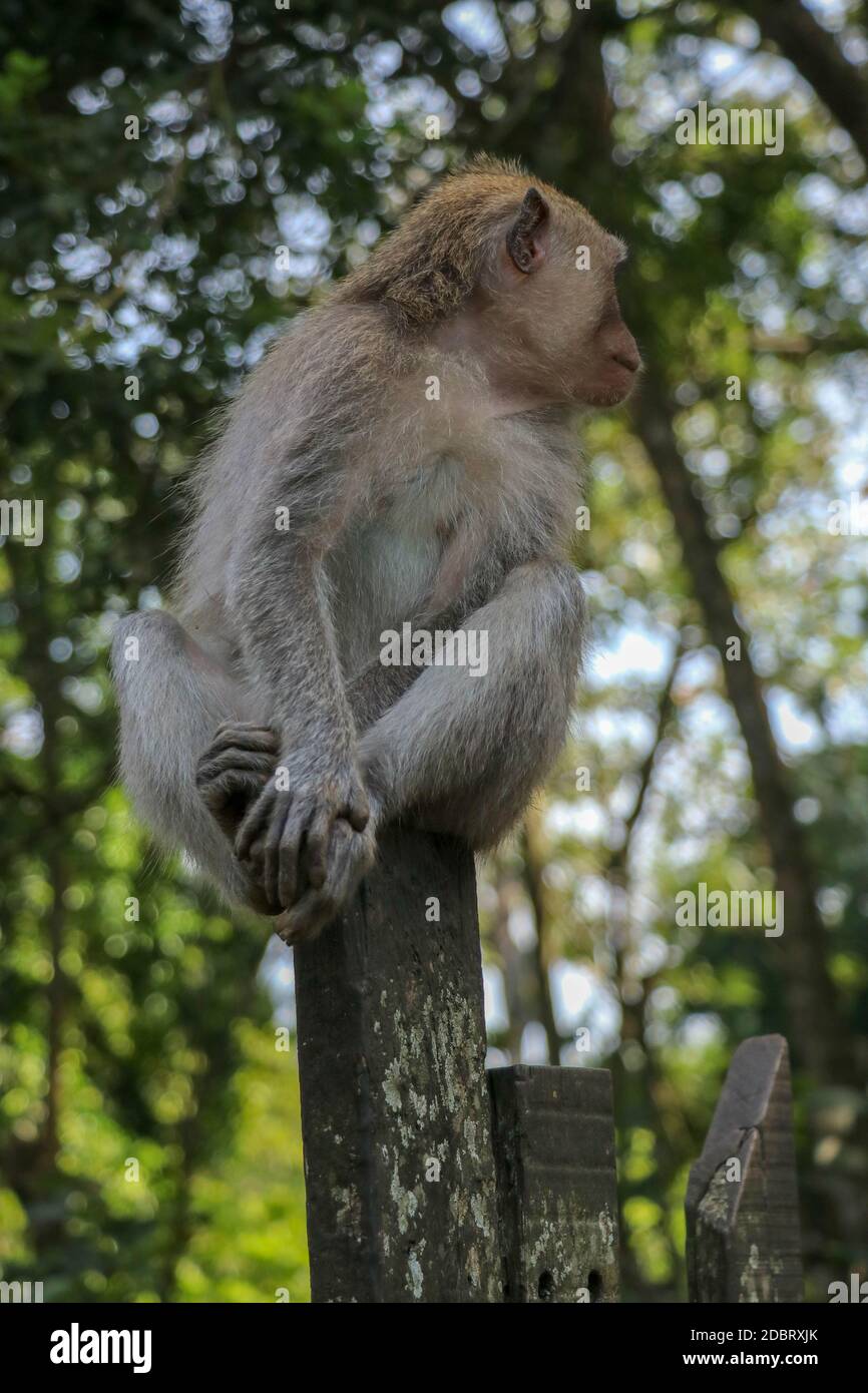 Baby monkey sitting on a wooden fence at Ubud monkey forest. A small ...