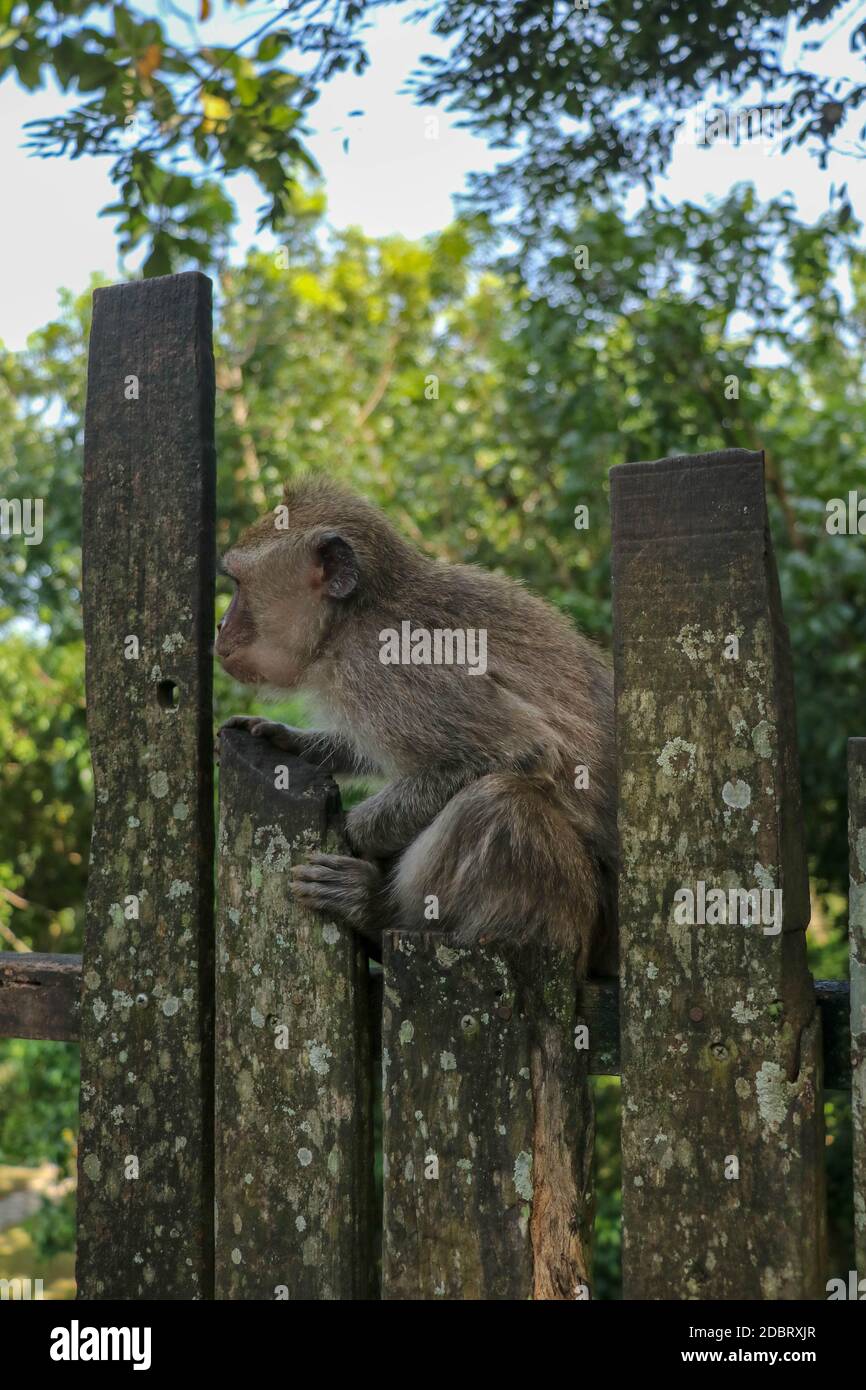 Baby monkey sitting on a wooden fence at Ubud monkey forest. A small ...