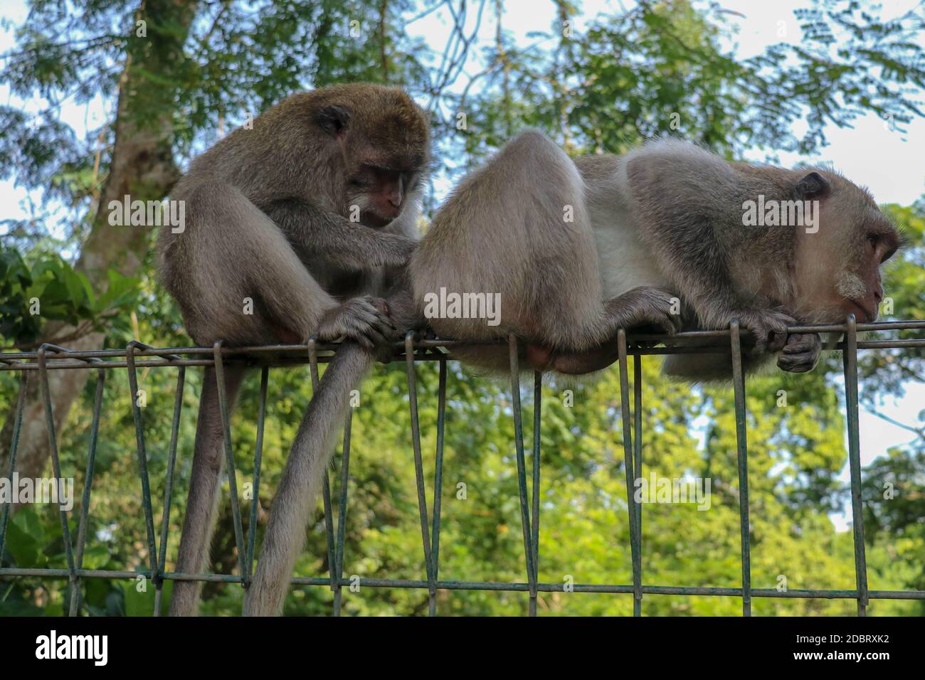 Monkey on a wire hi-res stock photography and images - Alamy