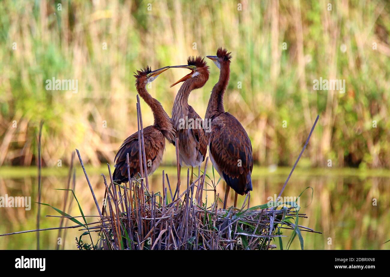 Three young purple heronards Ardea purpurea in their reed nest in the ...