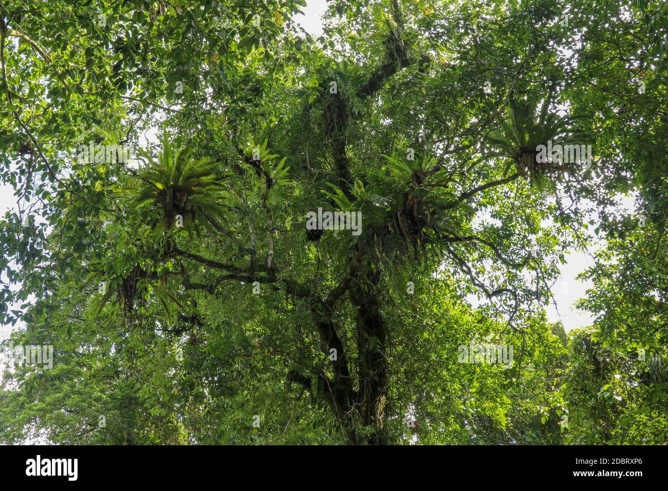 Asplenium nidus, Birds nest fern on the big tree tropical rain forest ...