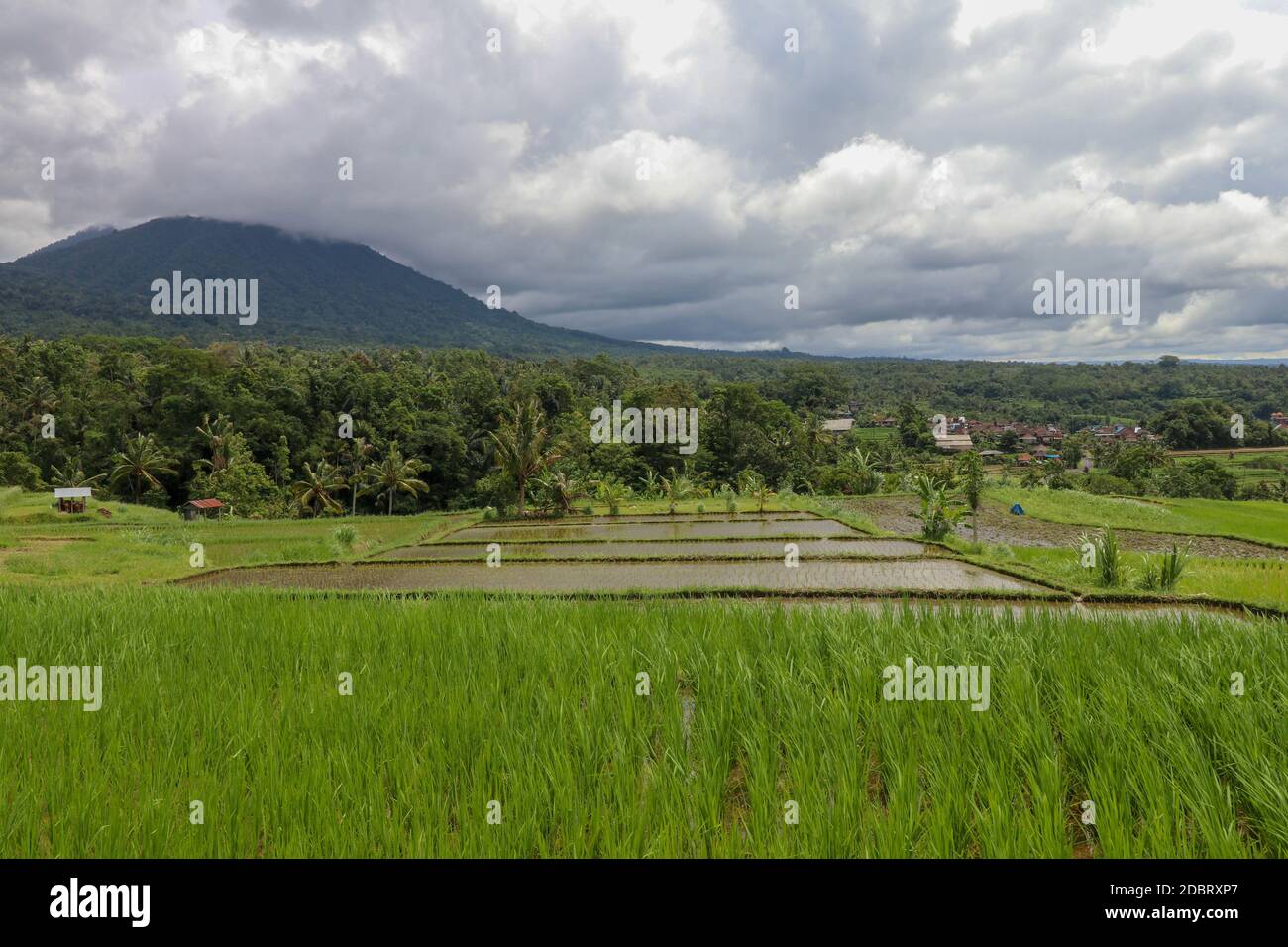 Jatiluwih and the landscape of Mount Batukaru Bali. Rice Field and ...