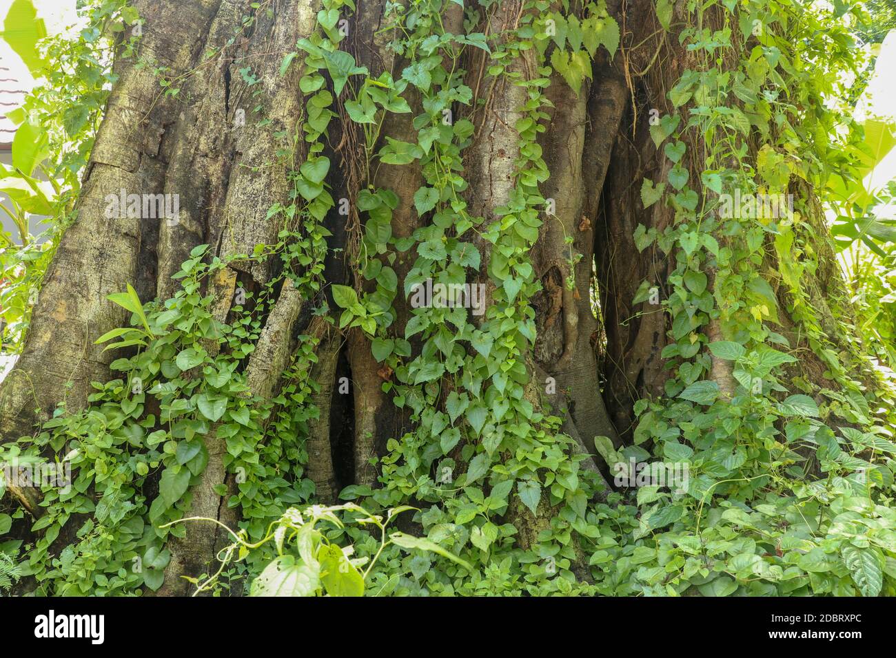 Large old tree overgrown with lianas at Borobudur on Java, Indonesia ...