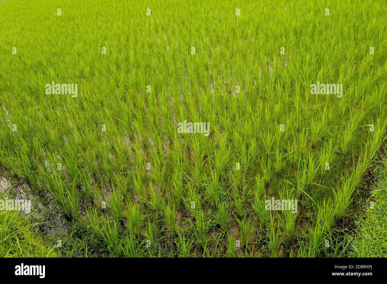 Rice fields, terraces, plantation, farm. An organic asian rice farm and ...