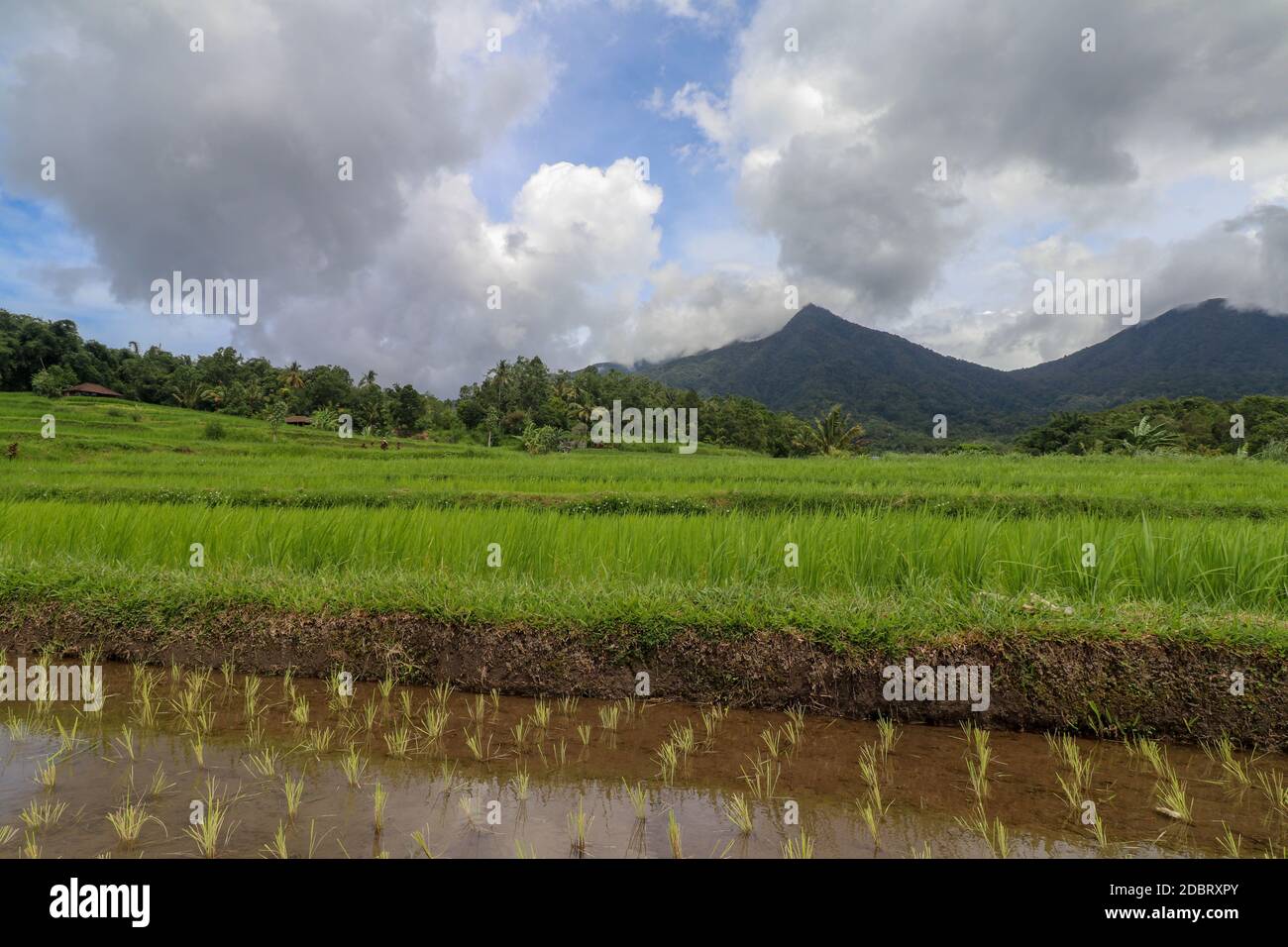 Jatiluwih and the landscape of Mount Batukaru Bali. Rice Field and ...