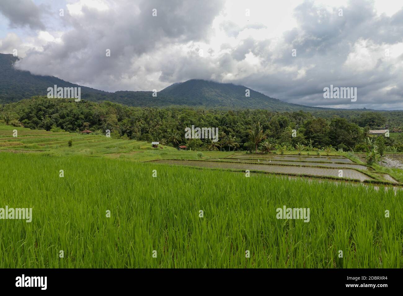 Jatiluwih and the landscape of Mount Batukaru Bali. Rice Field and ...