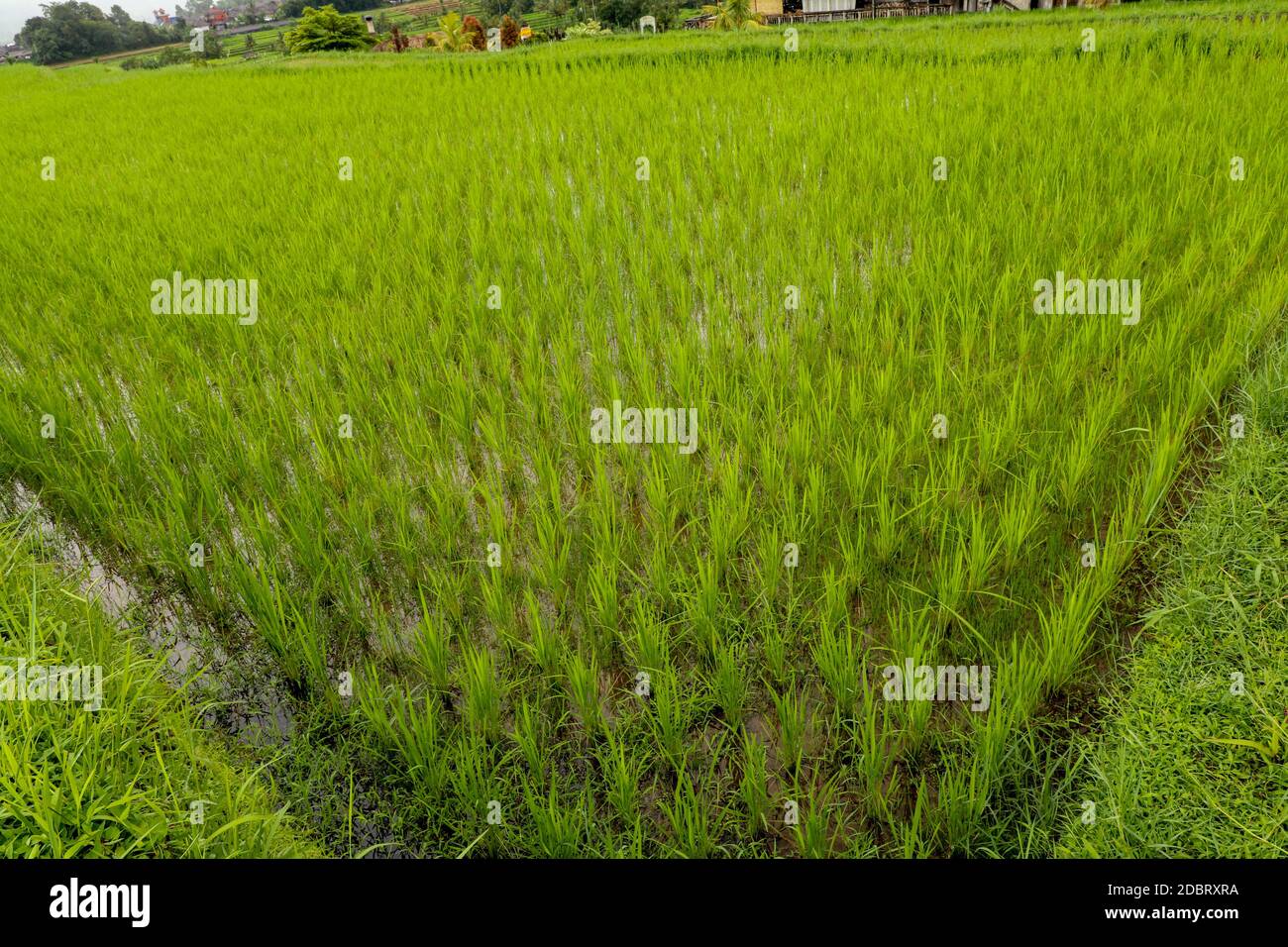 Rice fields, terraces, plantation, farm. An organic asian rice farm and ...