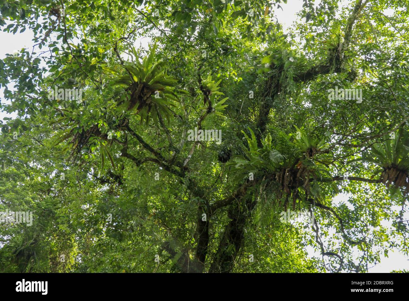 Asplenium nidus, Birds nest fern on the big tree tropical rain forest ...
