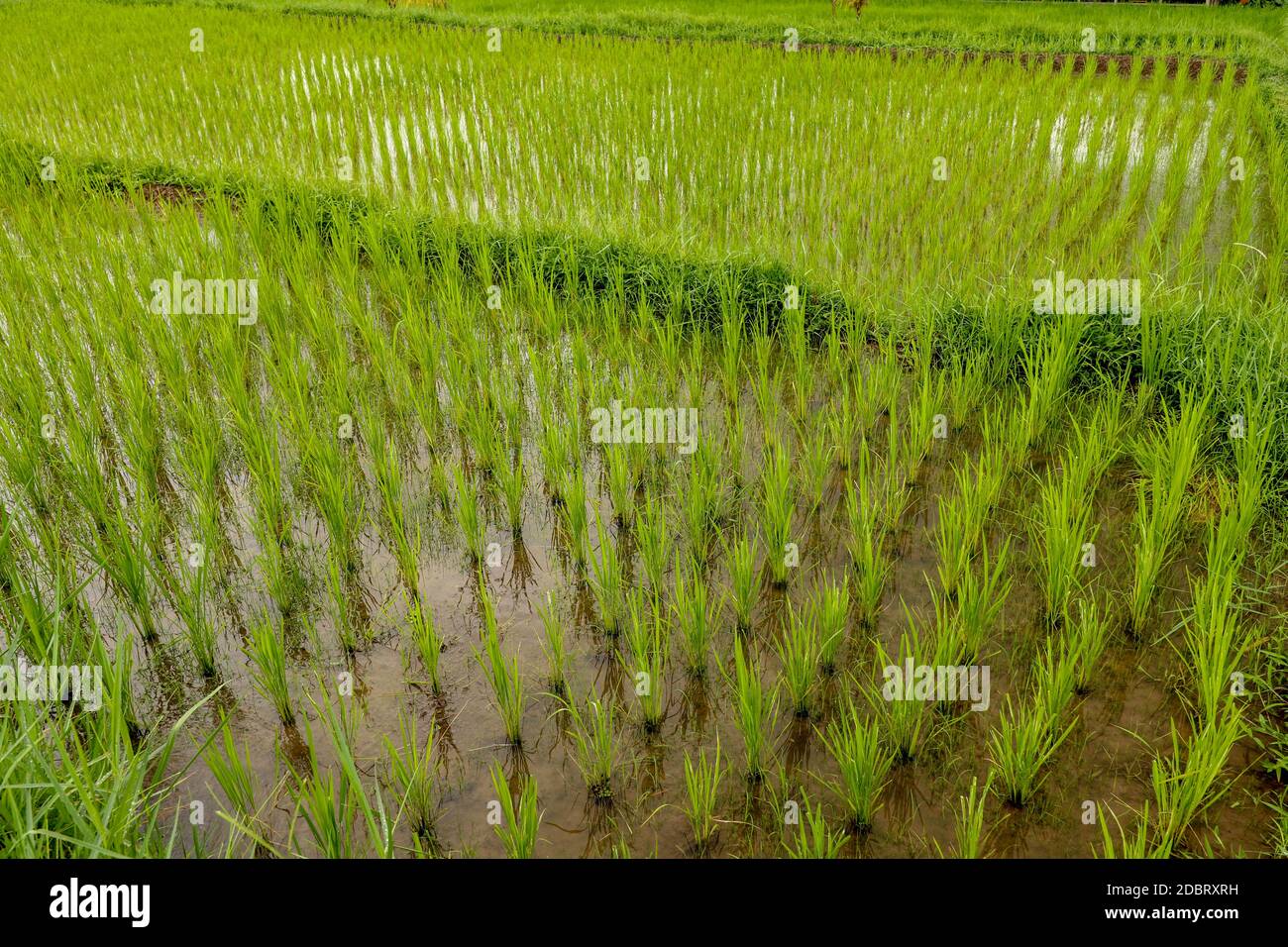 Rice fields, terraces, plantation, farm. An organic asian rice farm and ...