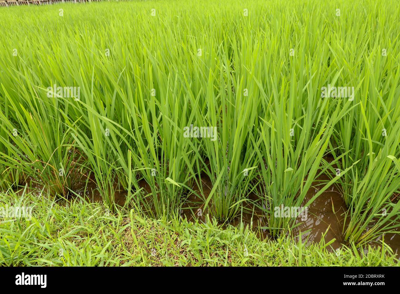 Rice fields, terraces, plantation, farm. An organic asian rice farm and ...