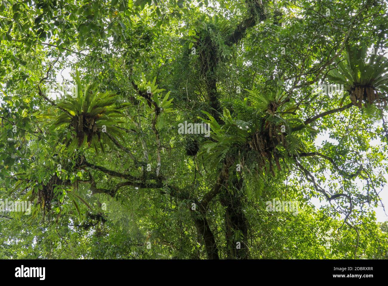 Asplenium nidus, Birds nest fern on the big tree tropical rain forest ...