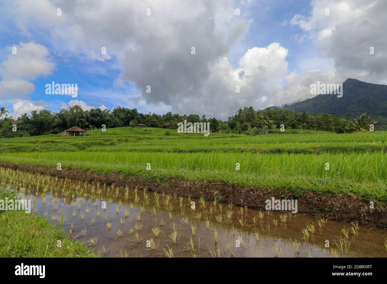 Jatiluwih and the landscape of Mount Batukaru Bali. Rice Field and ...