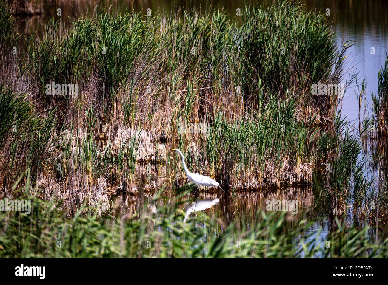 White Heron in the Marsh Stock Photo - Alamy