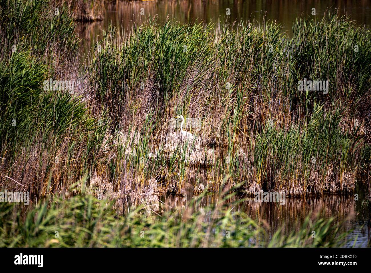 Marsh environment hi-res stock photography and images - Alamy