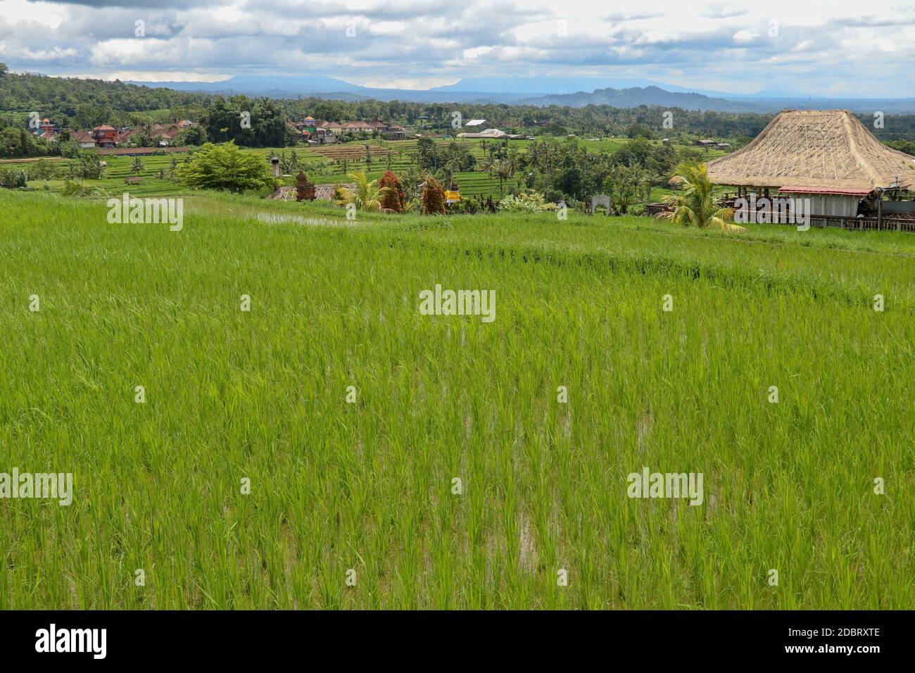 Jatiluwih rice terraces. The beautiful rice fields in bali have been ...