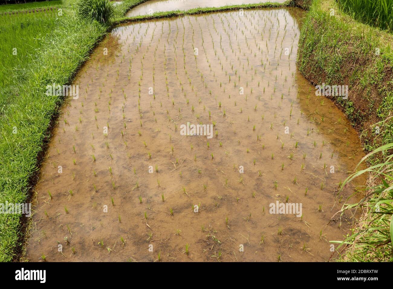 Jatiluwih rice terraces. The beautiful rice fields in bali have been ...