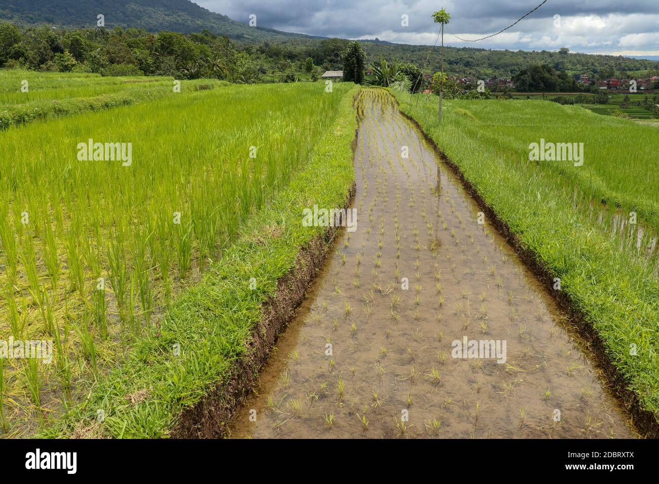 Jatiluwih rice terraces. The beautiful rice fields in bali have been ...